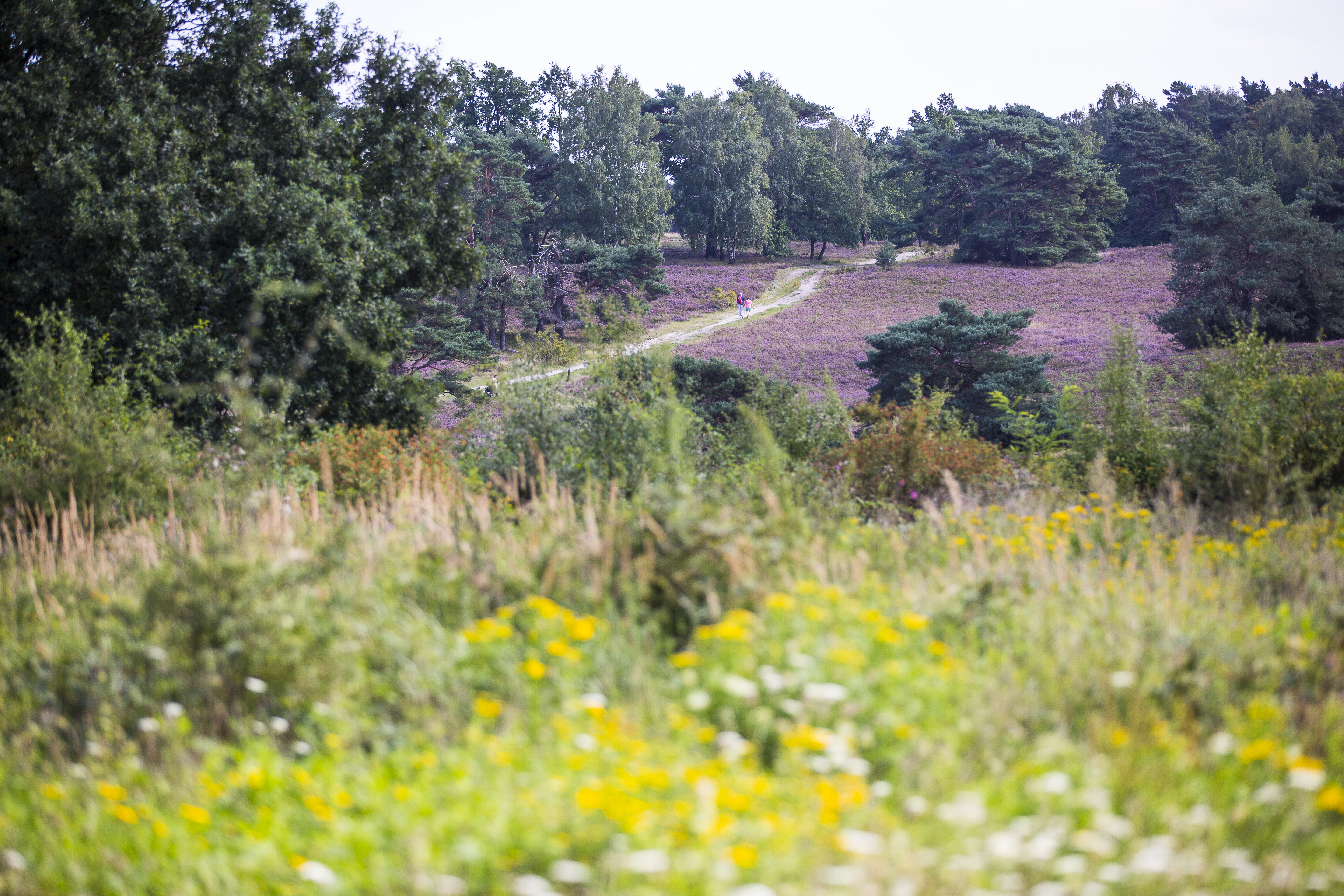 Brunssummerheide | Groene Hotspot