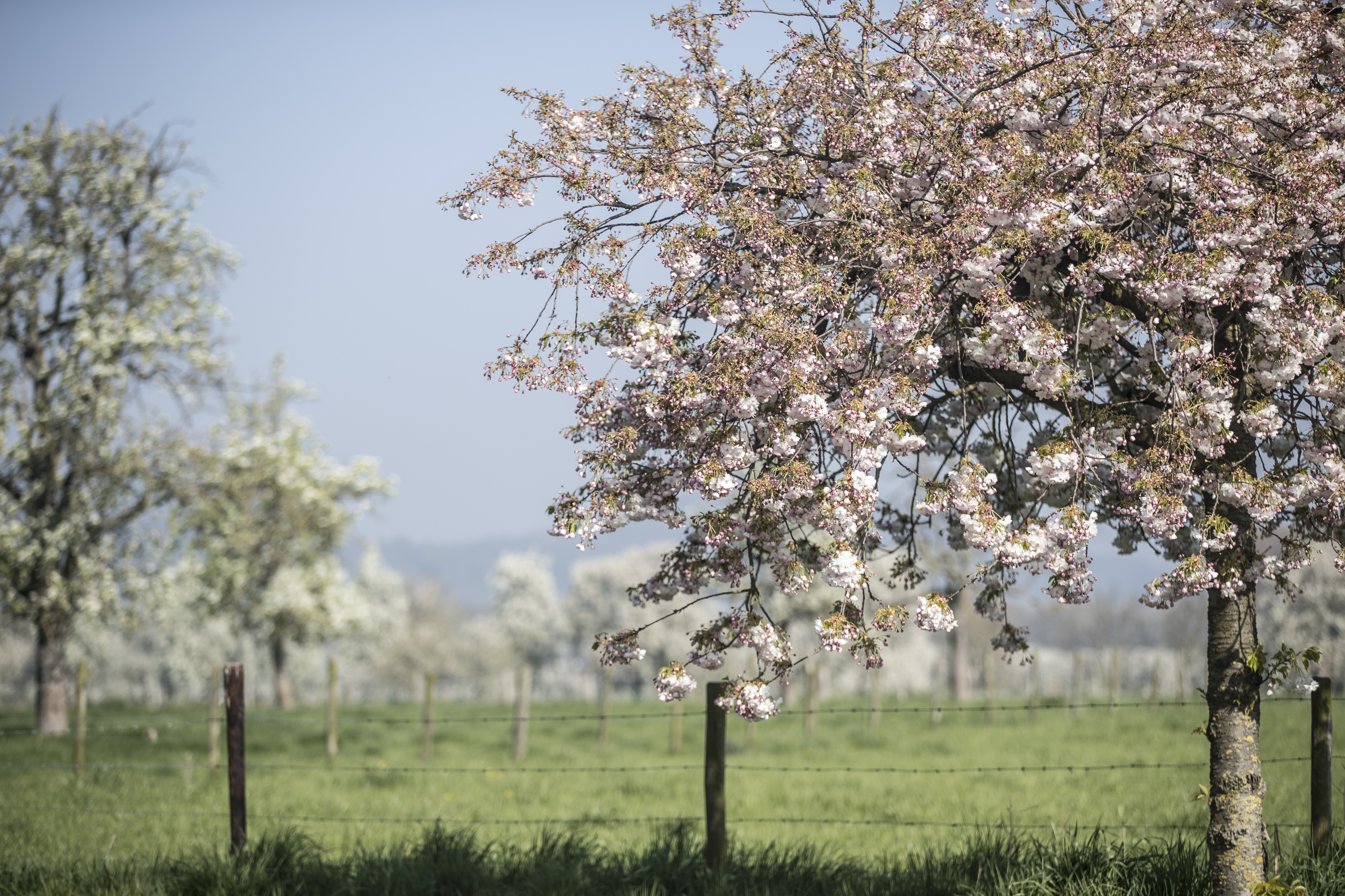 5 bloeiende bloesem routes van Zuid-Limburg (43)