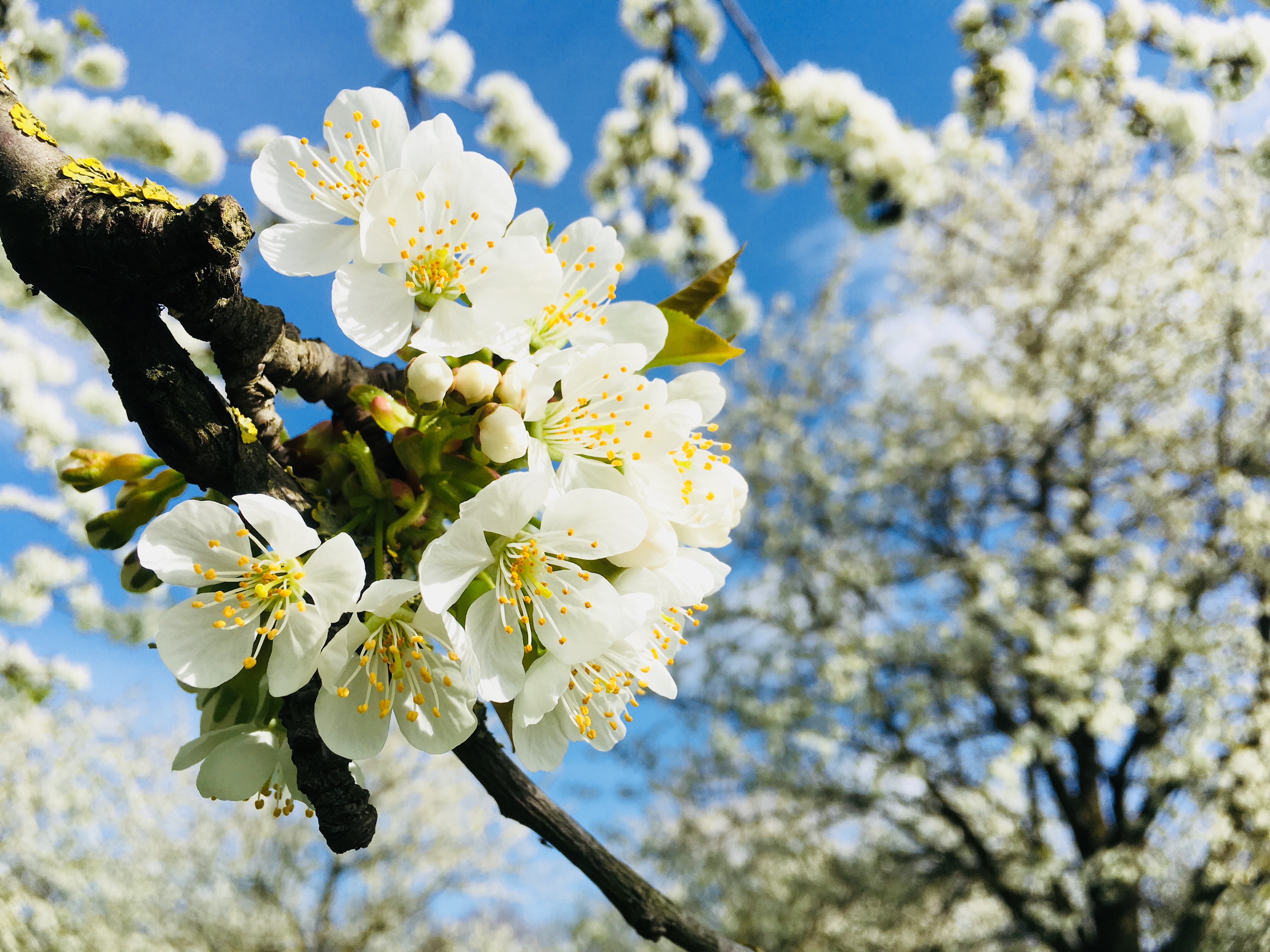 5 bloeiende bloesem routes van Zuid-Limburg (43)