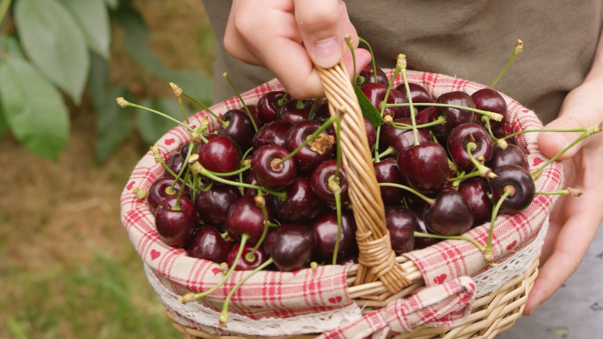 Blog - Laura's kidspanel bezoekt... Kersen plukken en vlaai bakken